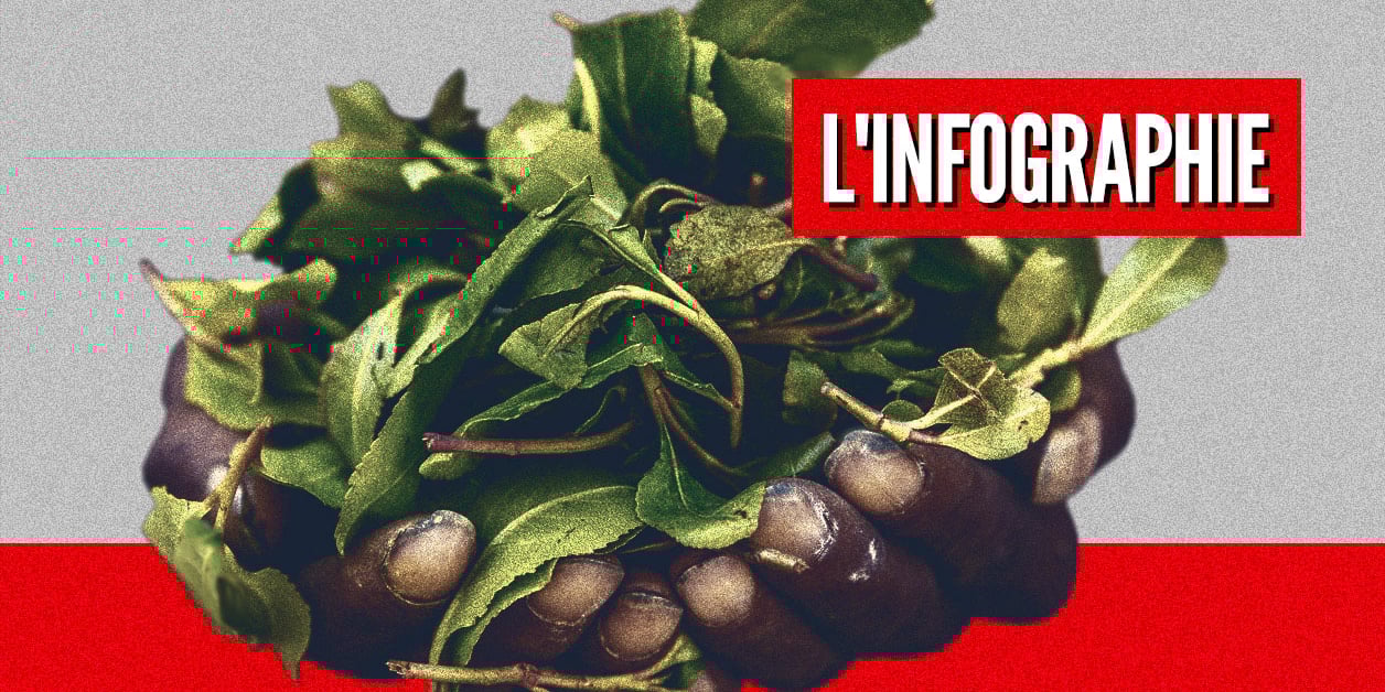 Khat : Djibouti, Éthiopie, Kenya… Un marché euphorique et une arme ...